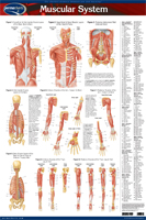 Matthews MUSC Bookstore : Muscular System Poster