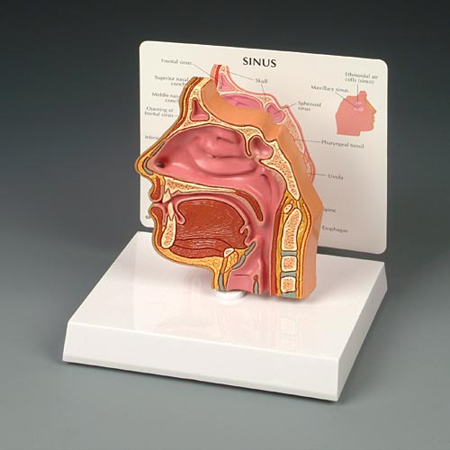 Matthews MUSC Bookstore : Basic Sinus Model