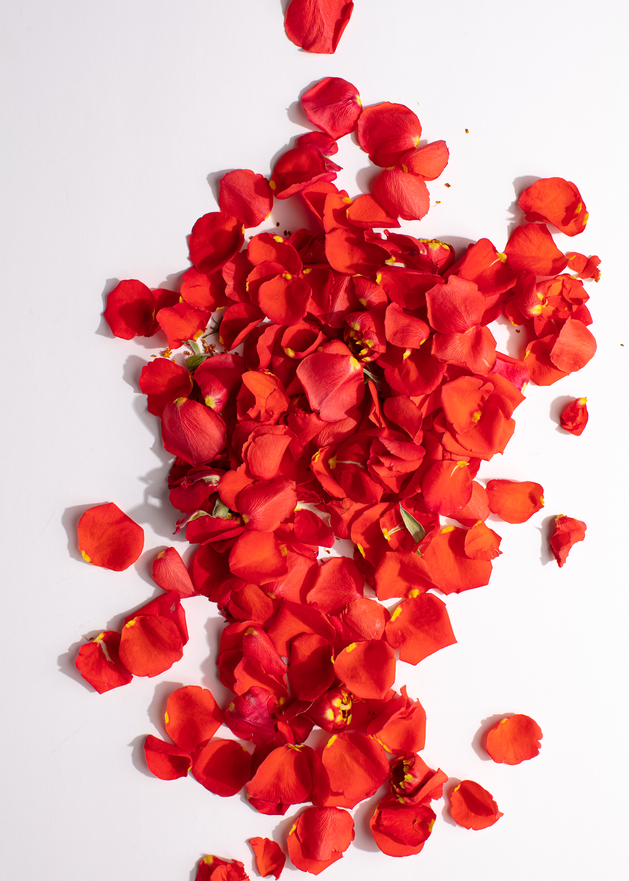 Elevae_23_0000005442