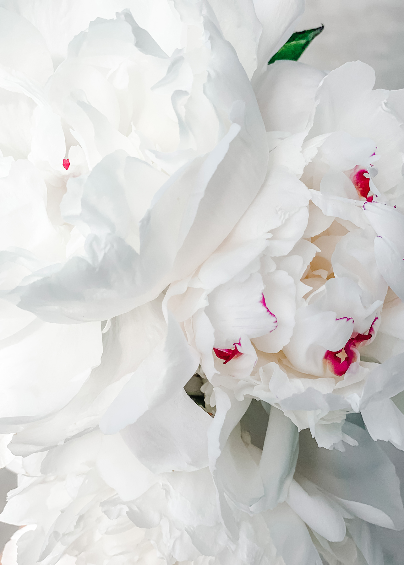 Elevae_23_0000004945