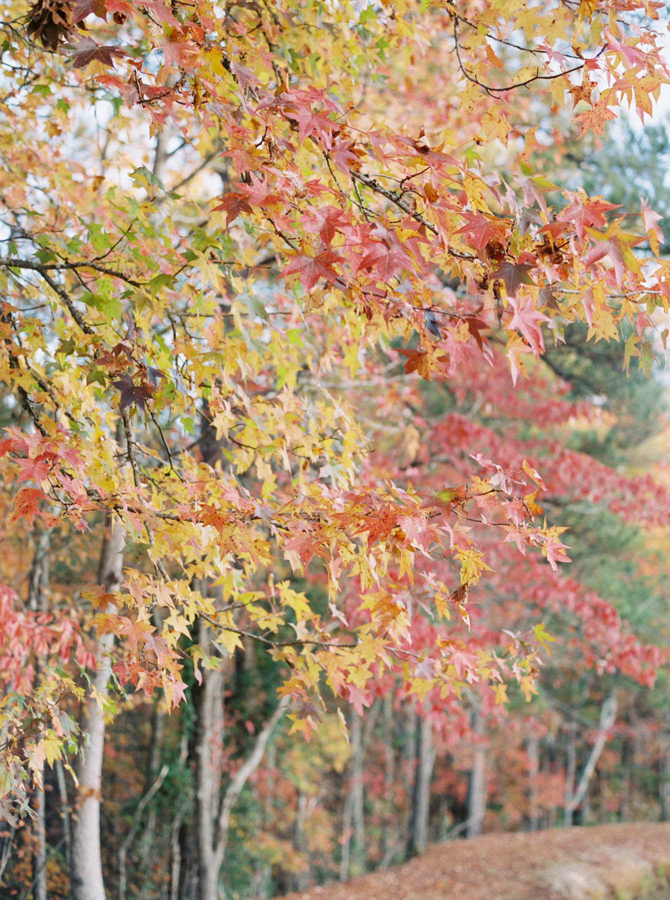 Elevae_23_0000003860