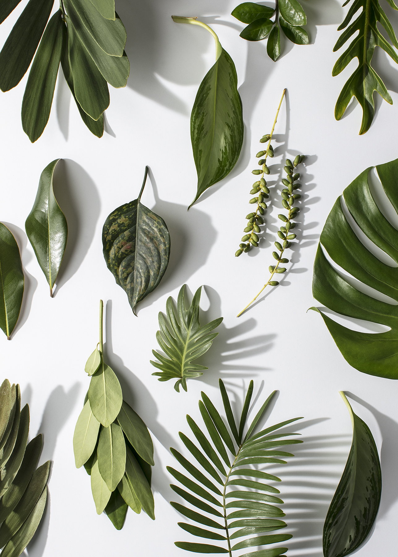 Elevae_23_0000003560