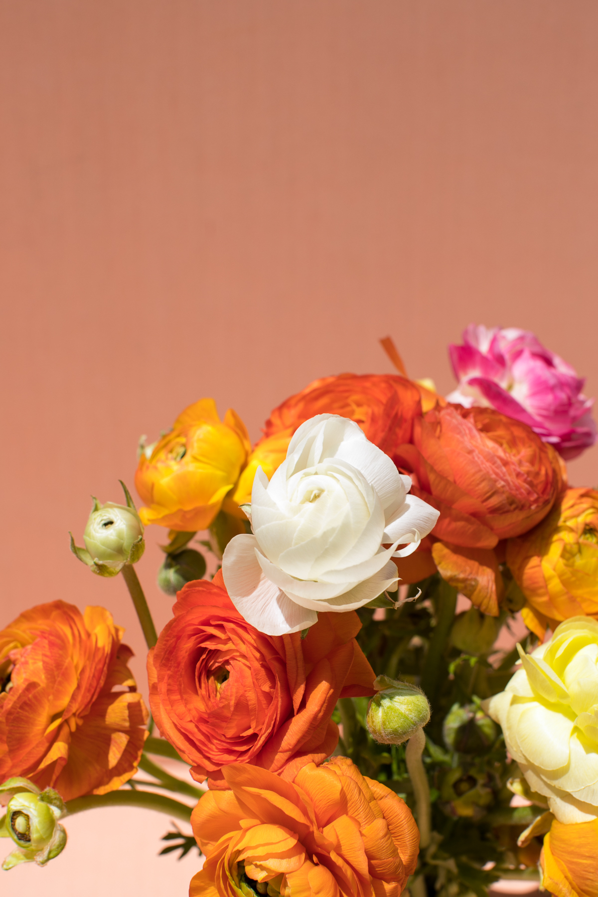 Elevae_23_0000003044