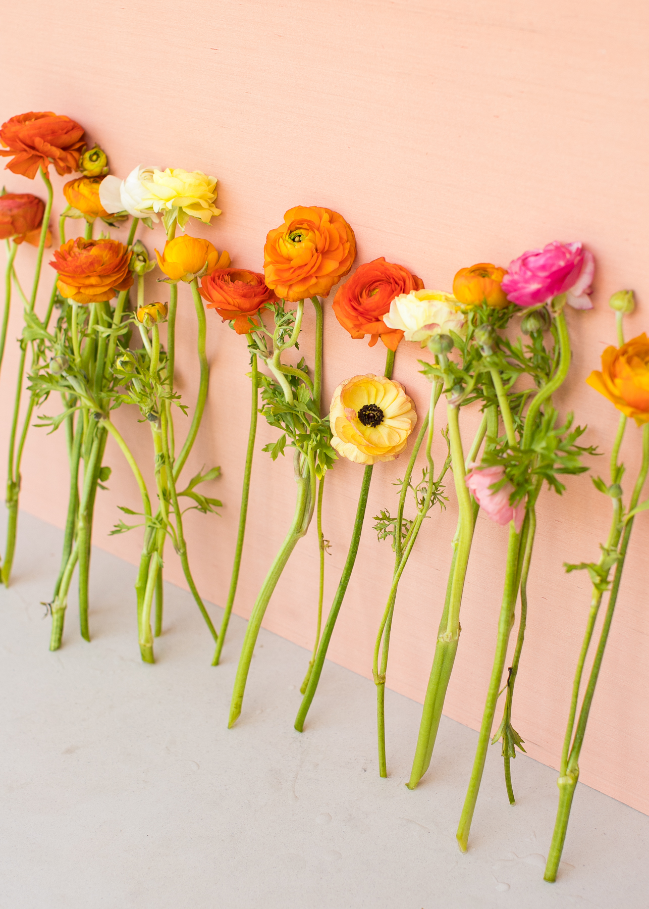 Elevae_23_0000003033