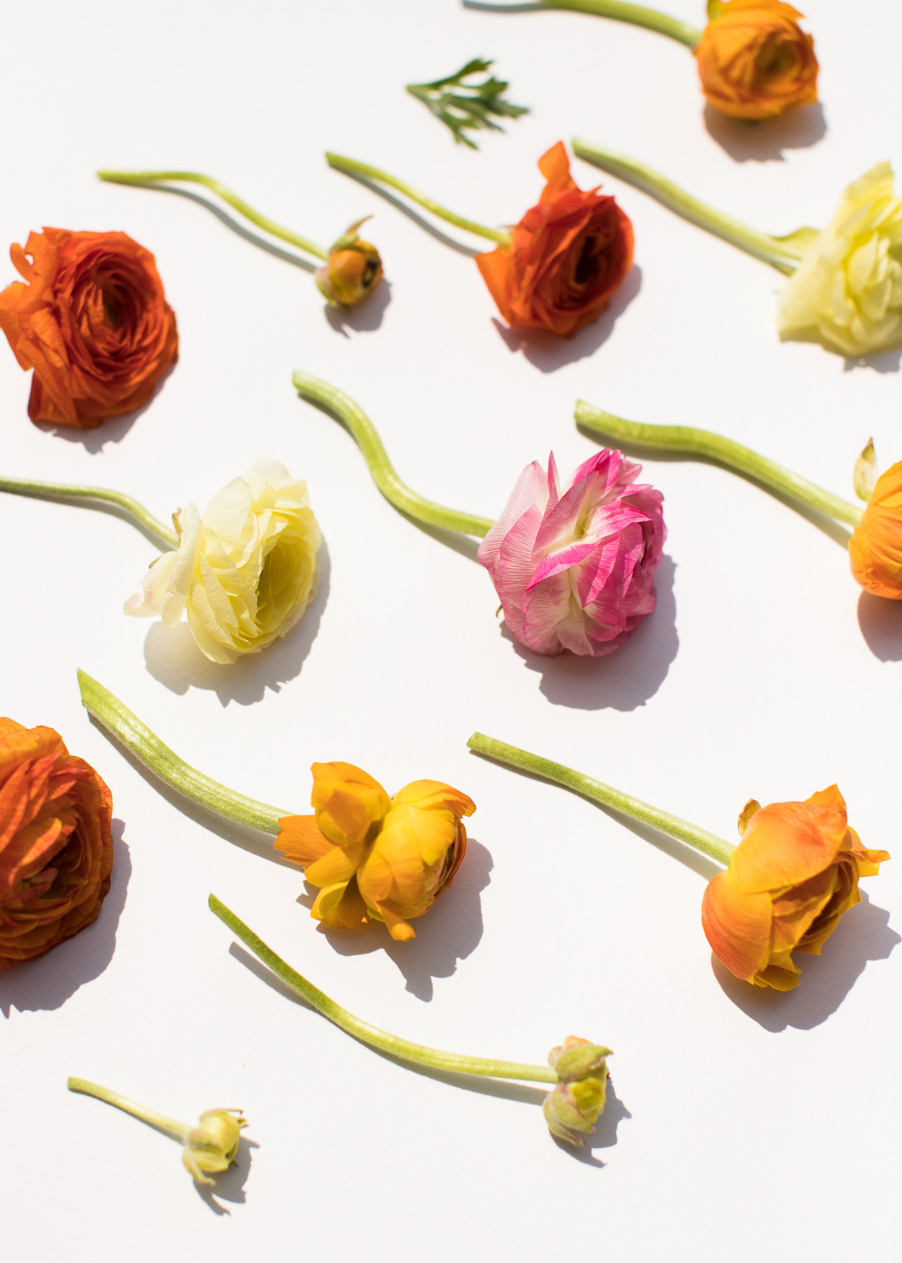 Elevae_23_0000003023