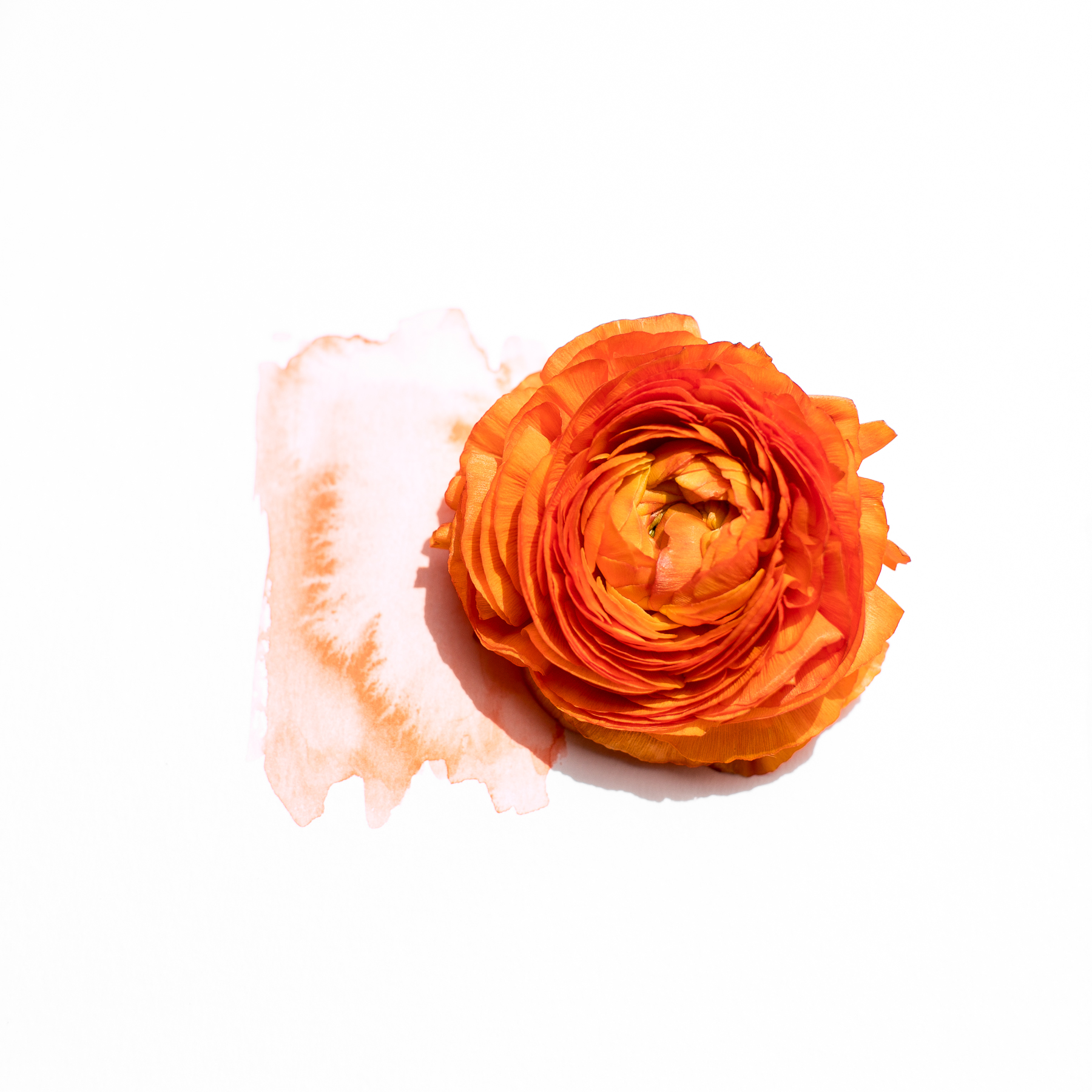 Elevae_23_0000003021