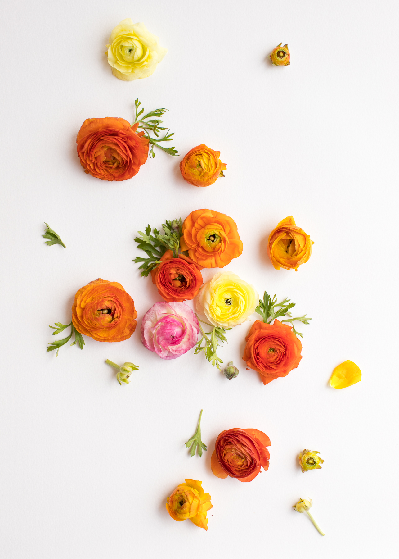 Elevae_23_0000003020