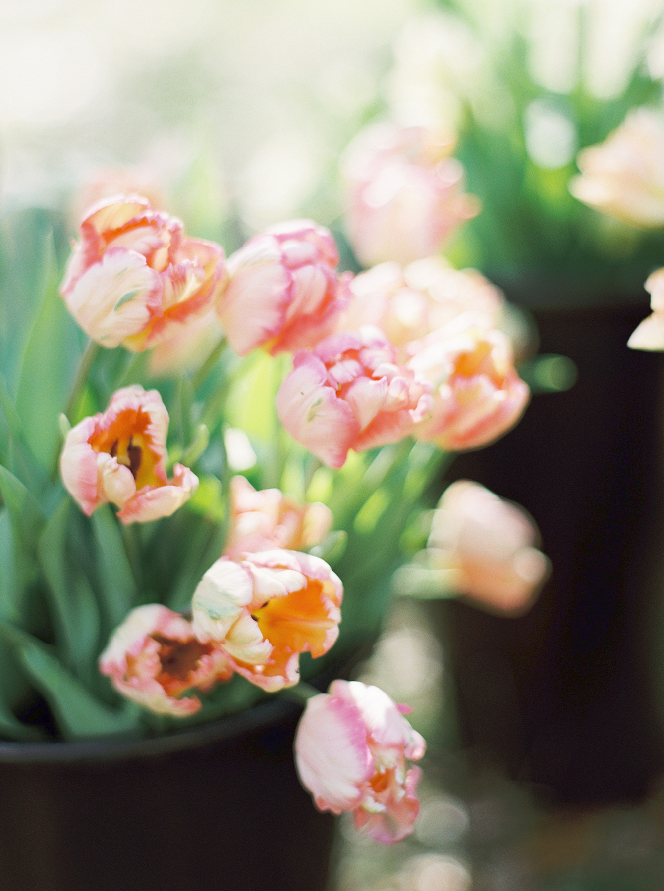 Elevae_23_0000001977