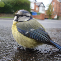 Janelle Kolas Email & Phone Number | Oldbury Academy Communications ...