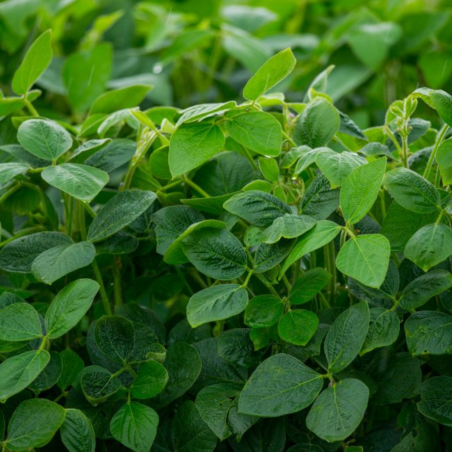 Who We Are | South Dakota Soybean