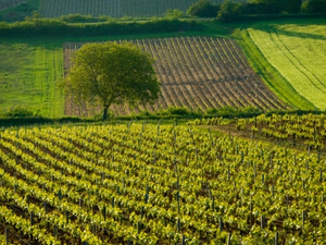 Candid Wines – Intimate tasting with Emmanuel Guillot of Domaine ...