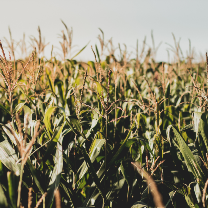 Managing Frost Damage in Corn & Soybeans | Syvlite