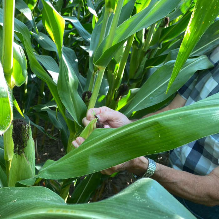 Understanding Foliar Applications - Sylvite