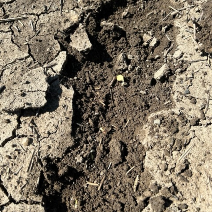 Case Study: Overcoming Emergence Challenges | Sylvite