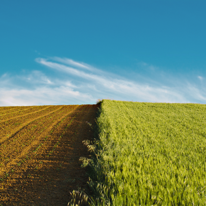 5 Ways to Master Fall Weed Control - Sylvite