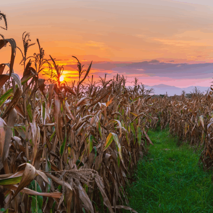 Managing Frost Damage in Corn & Soybeans - Sylvite