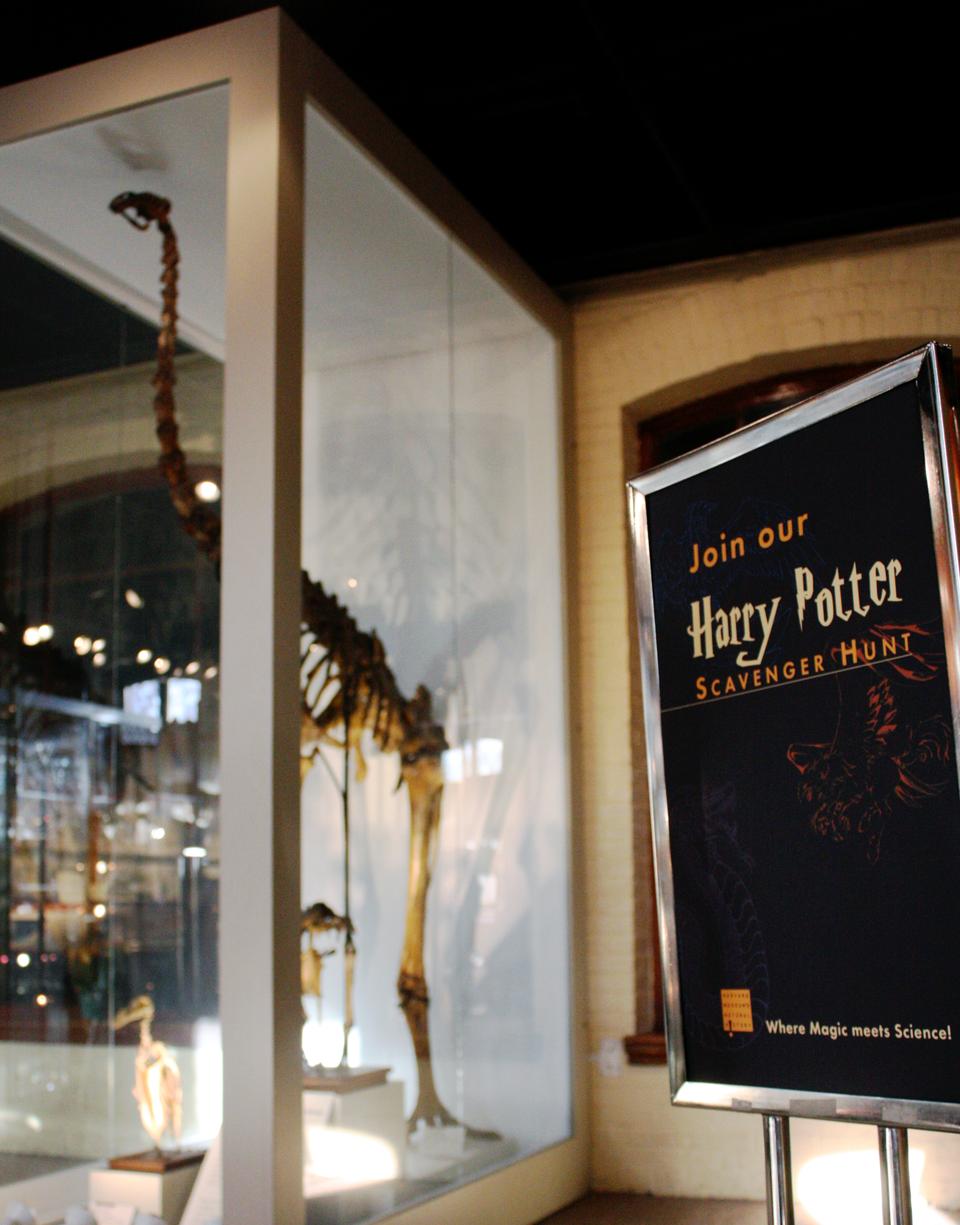 Harry Potter History Museum | News | The Harvard Crimson