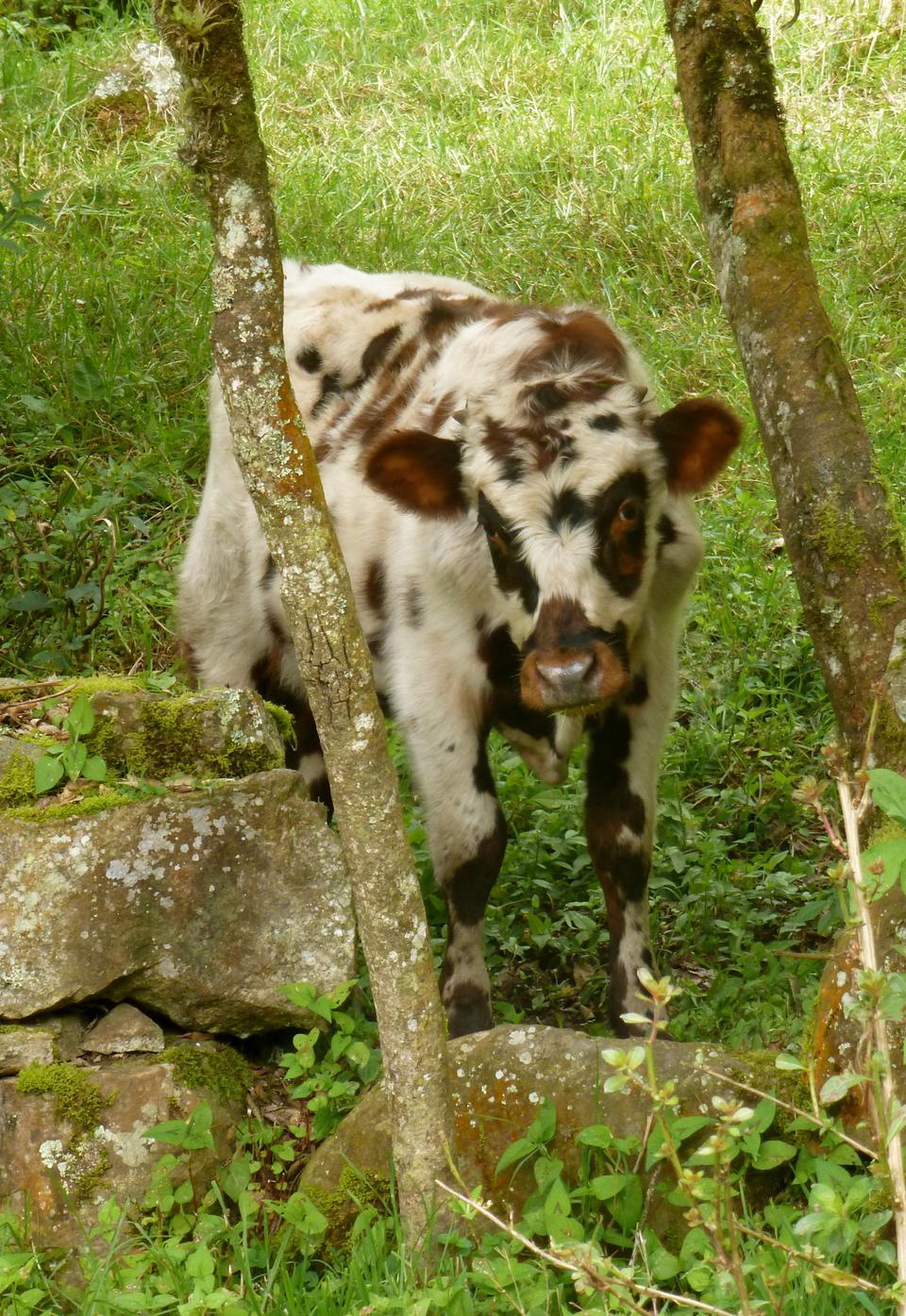 Cows of Colombia | Magazine | The Harvard Crimson