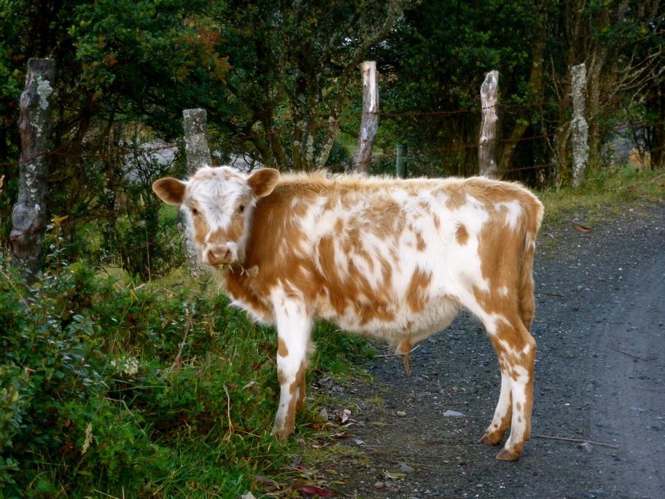 Cows of Colombia | Magazine | The Harvard Crimson