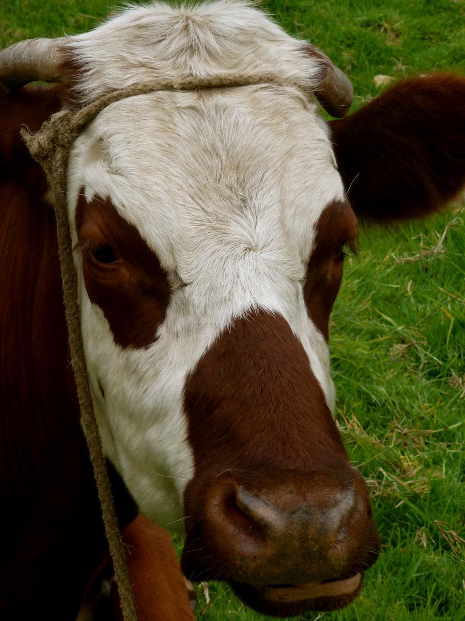 Cows of Colombia | Magazine | The Harvard Crimson