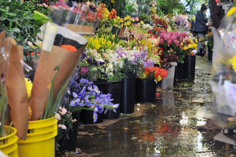 Brattle Street Florist | Magazine | The Harvard Crimson