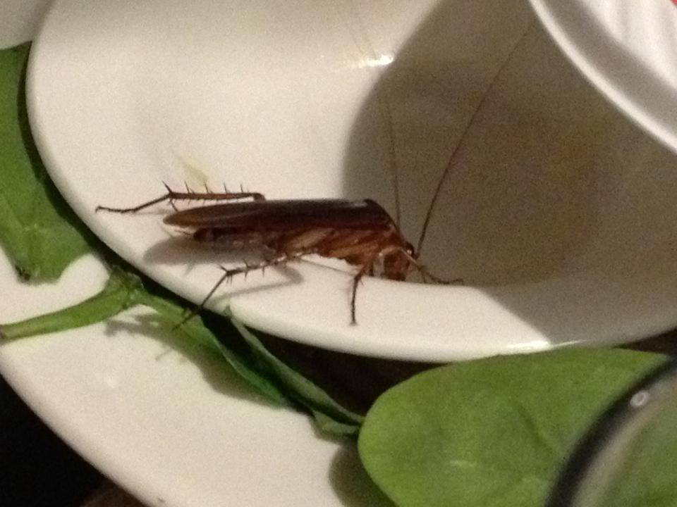 Cockroach Dishes