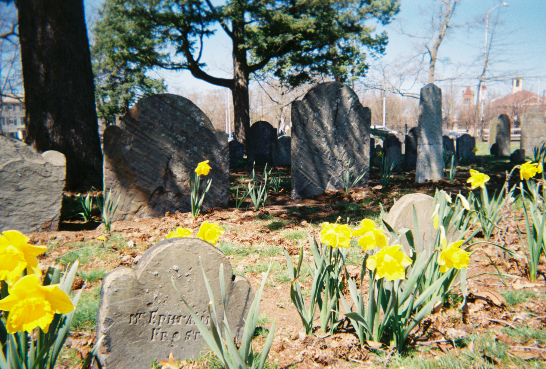 Living Among the Dead in the Old Burying Ground | Magazine | The Harvard Crimson