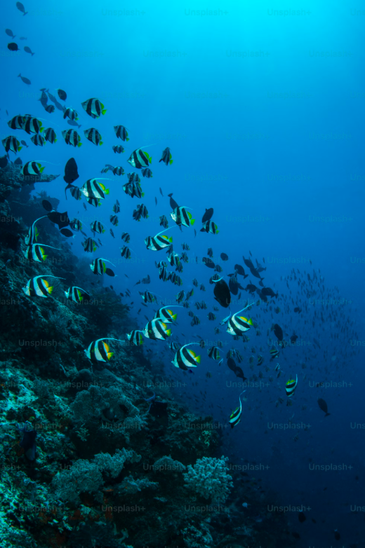 Everything You Need to Know About Overfishing