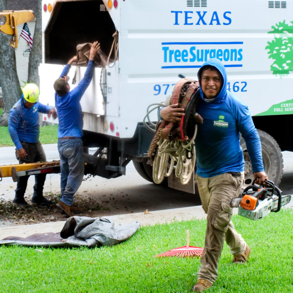 McKinney Tree Trimming - Tree Care Trimming Removal Service Dallas ...