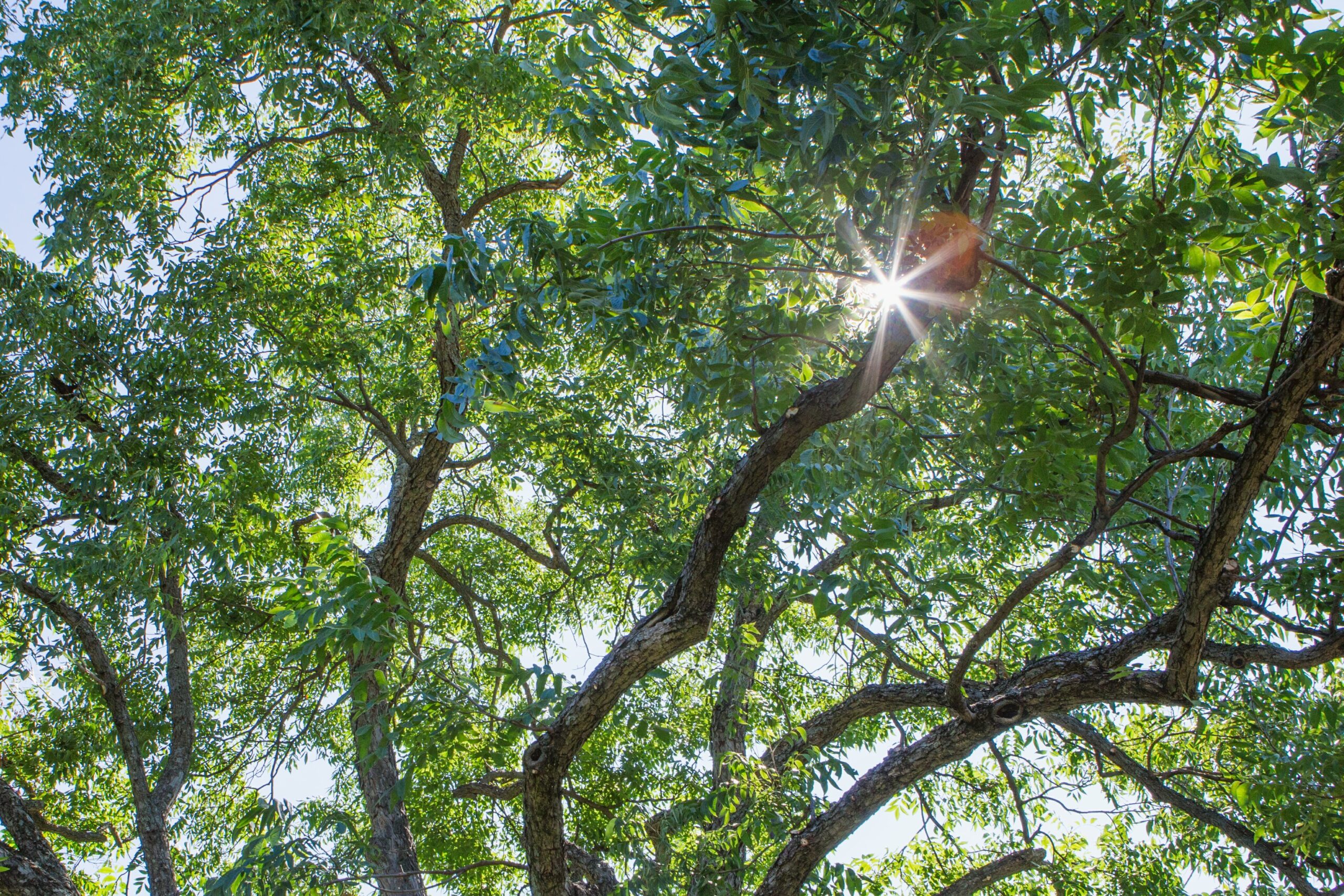 Want a Free Tree? - Branch Out Dallas | Texas Tree Surgeons