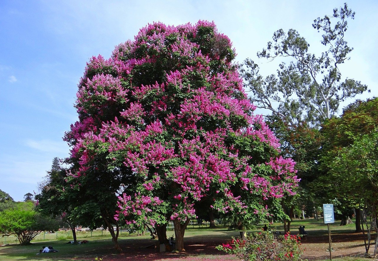 Crape Myrtle Care - Essential Tips for Healthy Growth