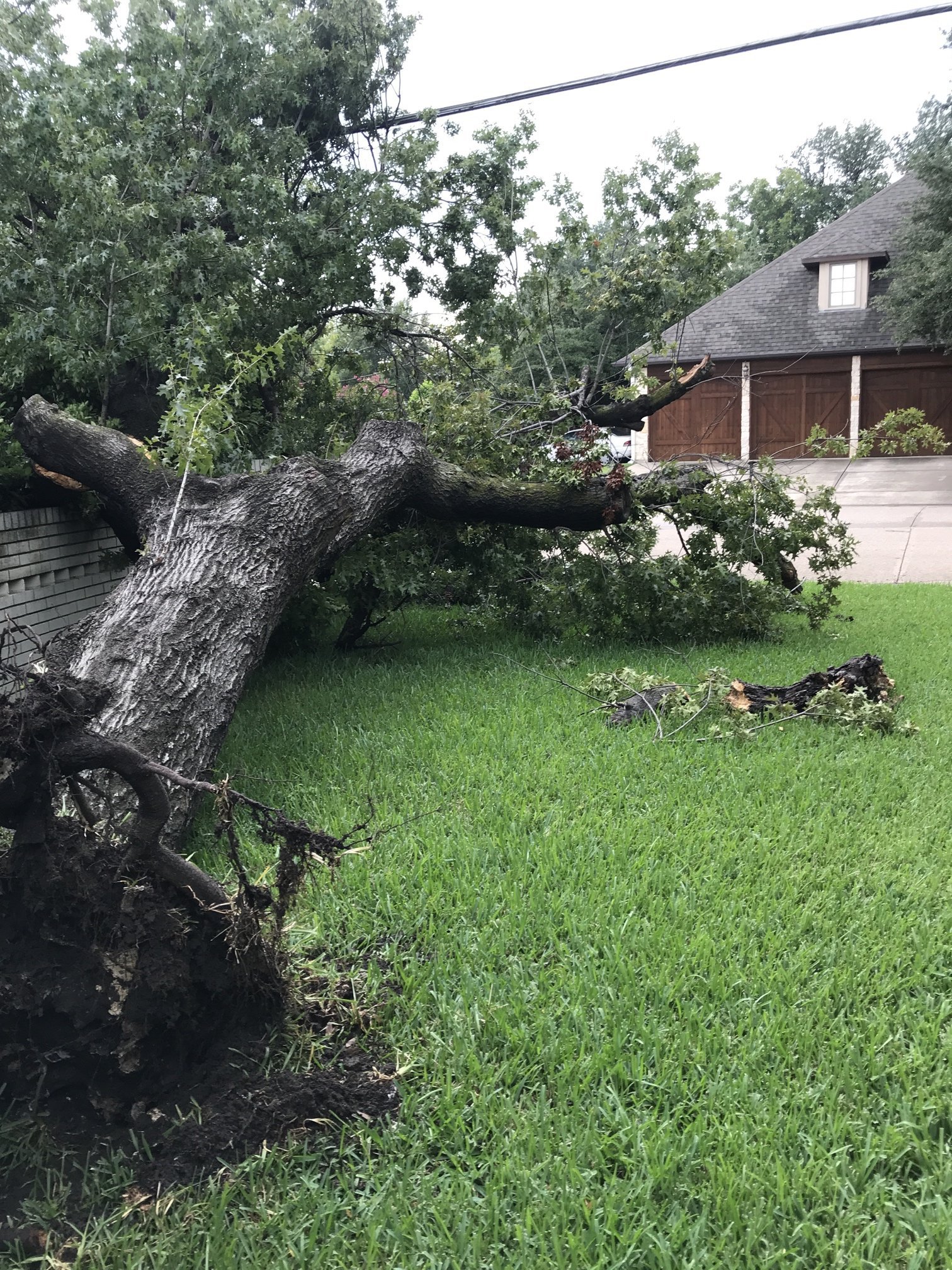 Protecting Trees in Storm - Tips for Safeguarding Your Trees
