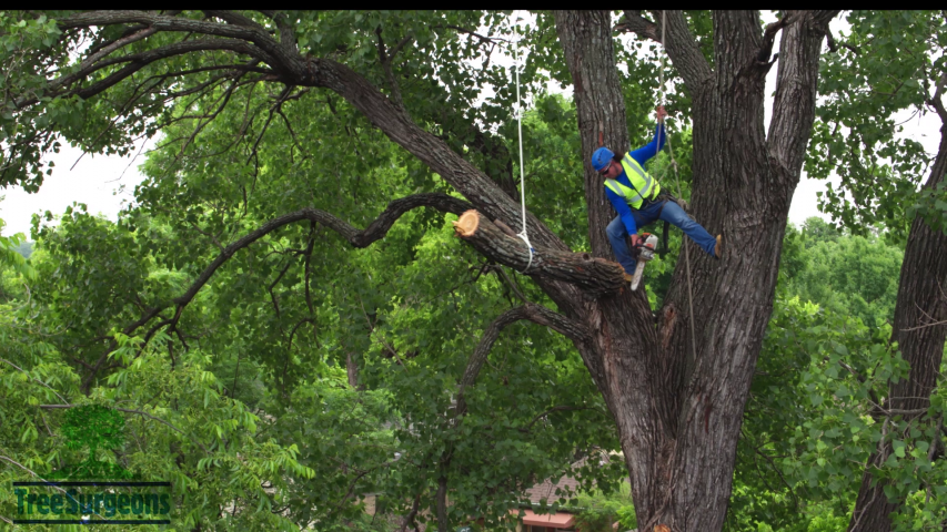 Tree Removal Company Near Me | Texas Tree Surgeons