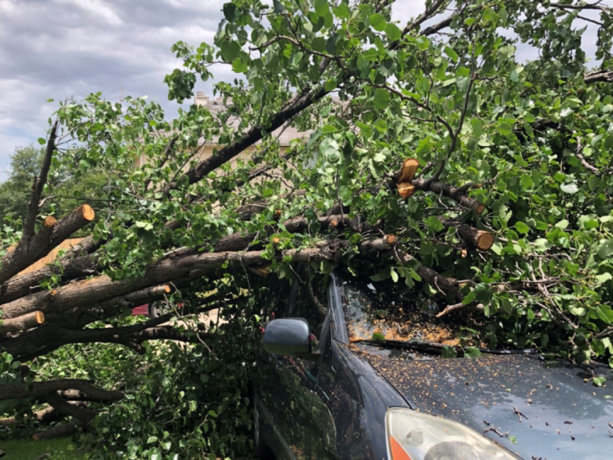 Car Insurance Tree Damage Coverage | Get the Facts