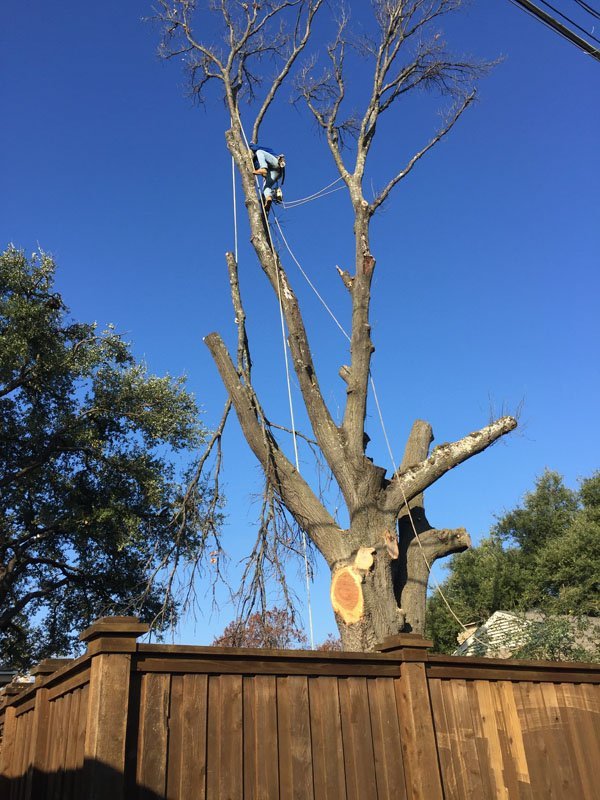 How Much Does It Cost to Remove Tree? | Texas Tree Surgeons