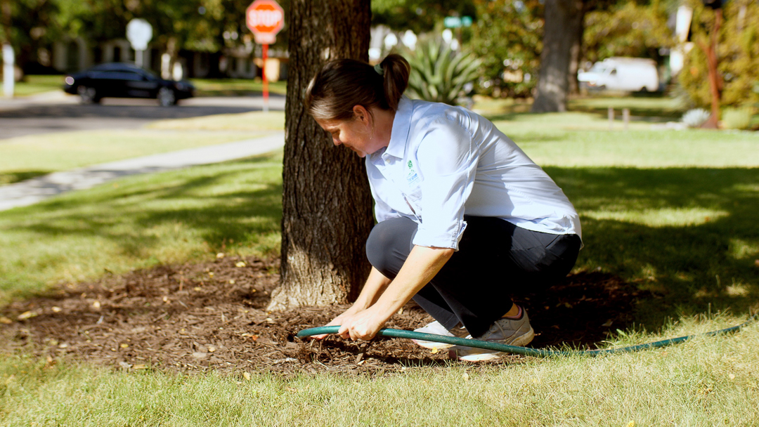 How to Water Your Tree During a Drought - Tree Care Trimming Removal ...