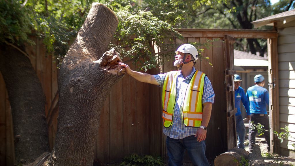 Arborist Vs Certified Arborist Choosing The Right Tree Expert