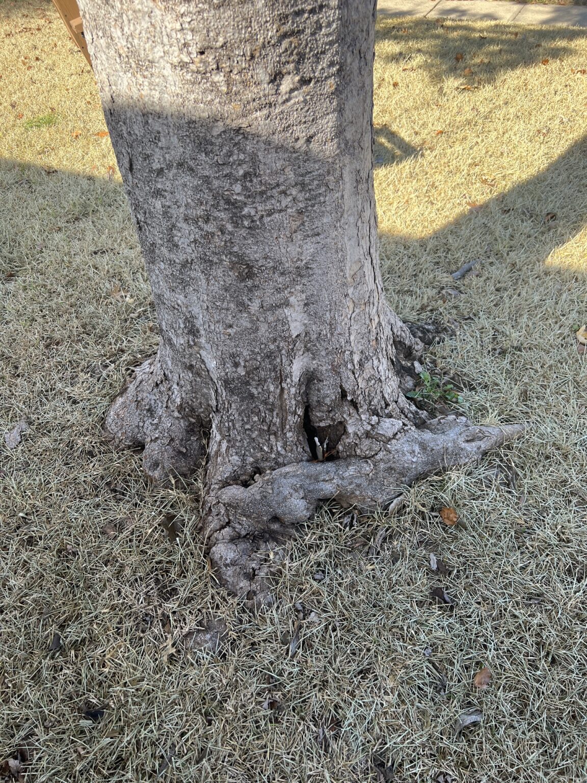 Tree Health Care - Tree Care Trimming Removal Service Dallas Texas Tree ...