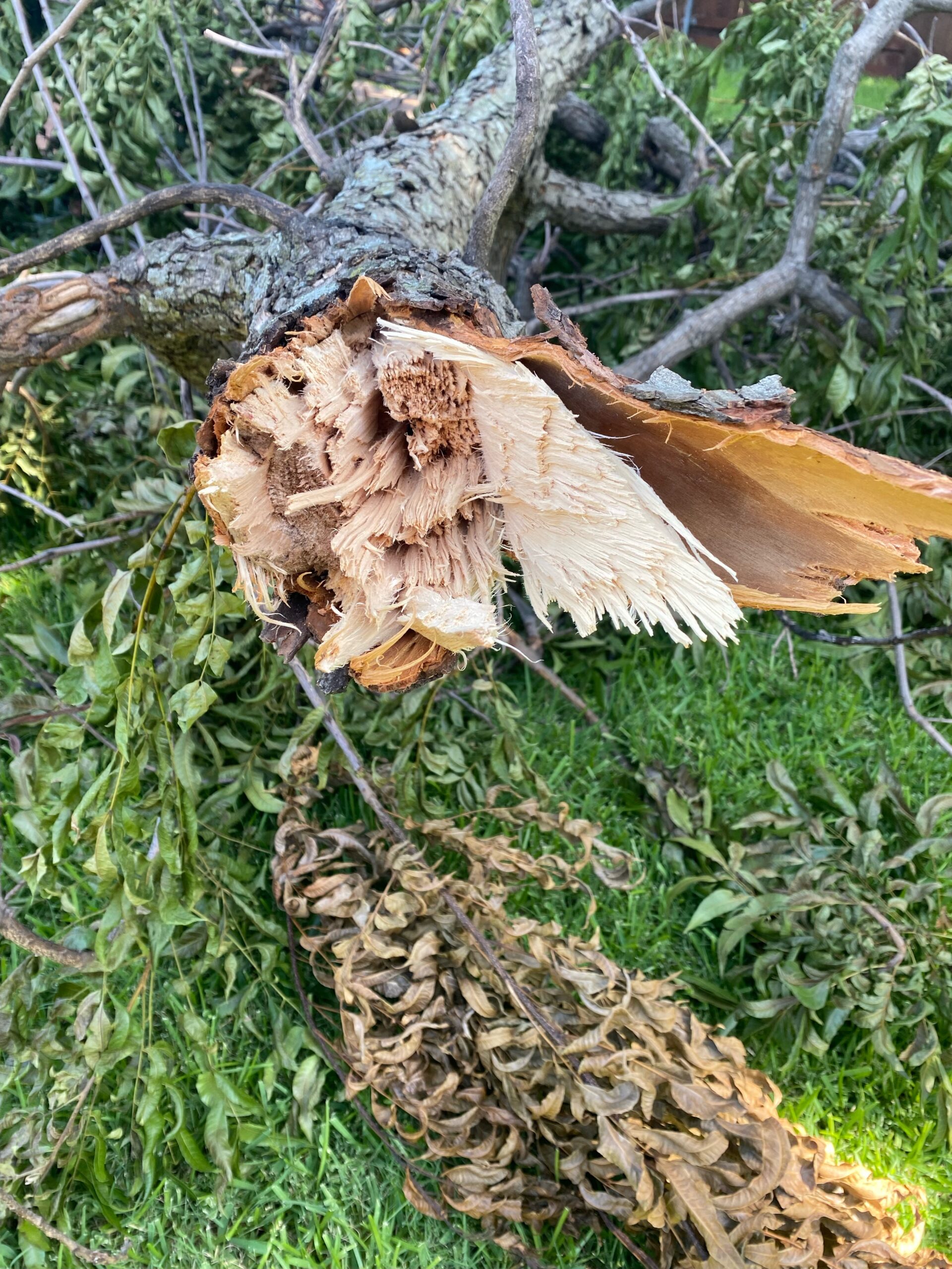 DFW Tree Services & Certified Arborists | Texas Tree Surgeons