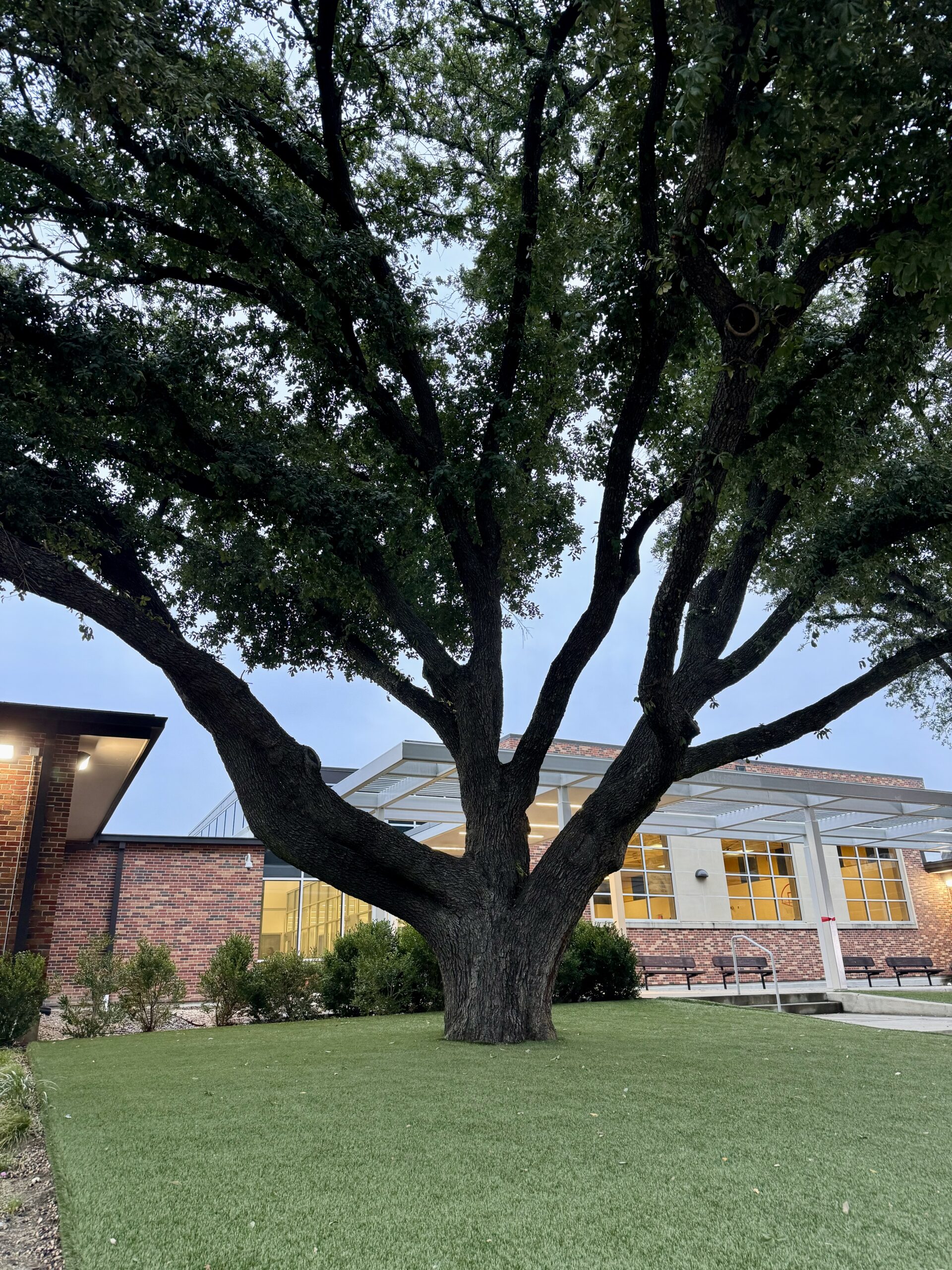 Can Synthetic Turf and Trees Coexist? - Tree Care Trimming Removal ...