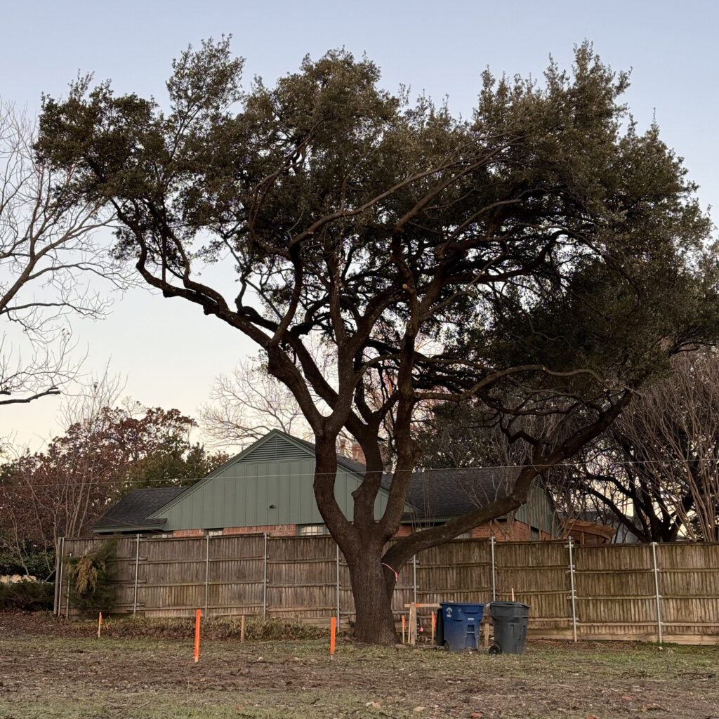 Can You Prevent Oak Wilt? - Tree Care Trimming Removal Service Dallas ...