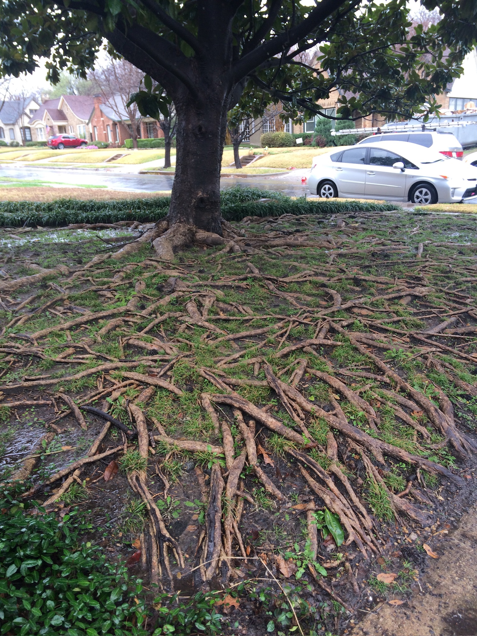 Trees Losing Leaves: Live Oak Troubles | Texas Tree Surgeons