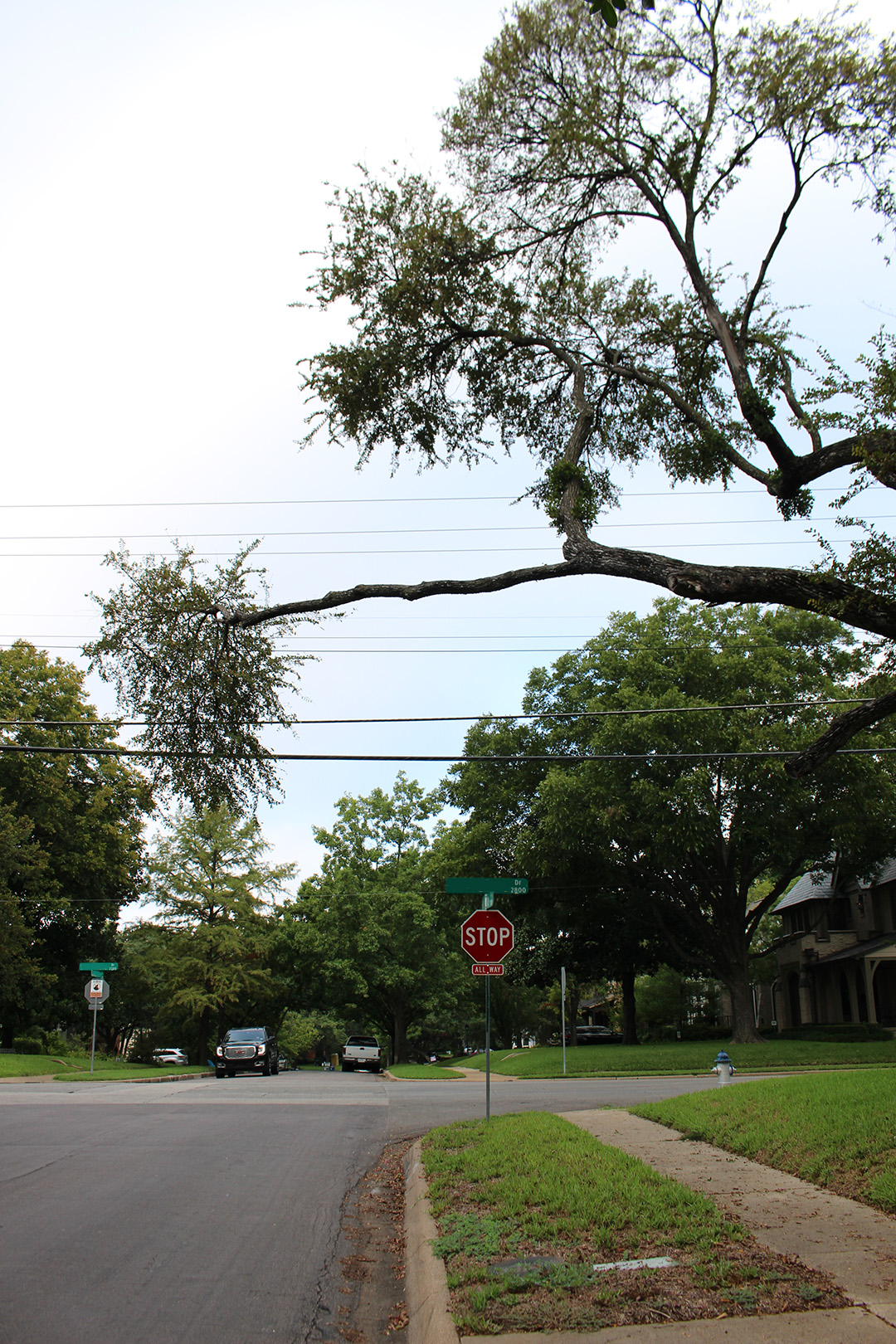 What is "lion tailing"? - Tree Care Trimming Removal Service Dallas ...