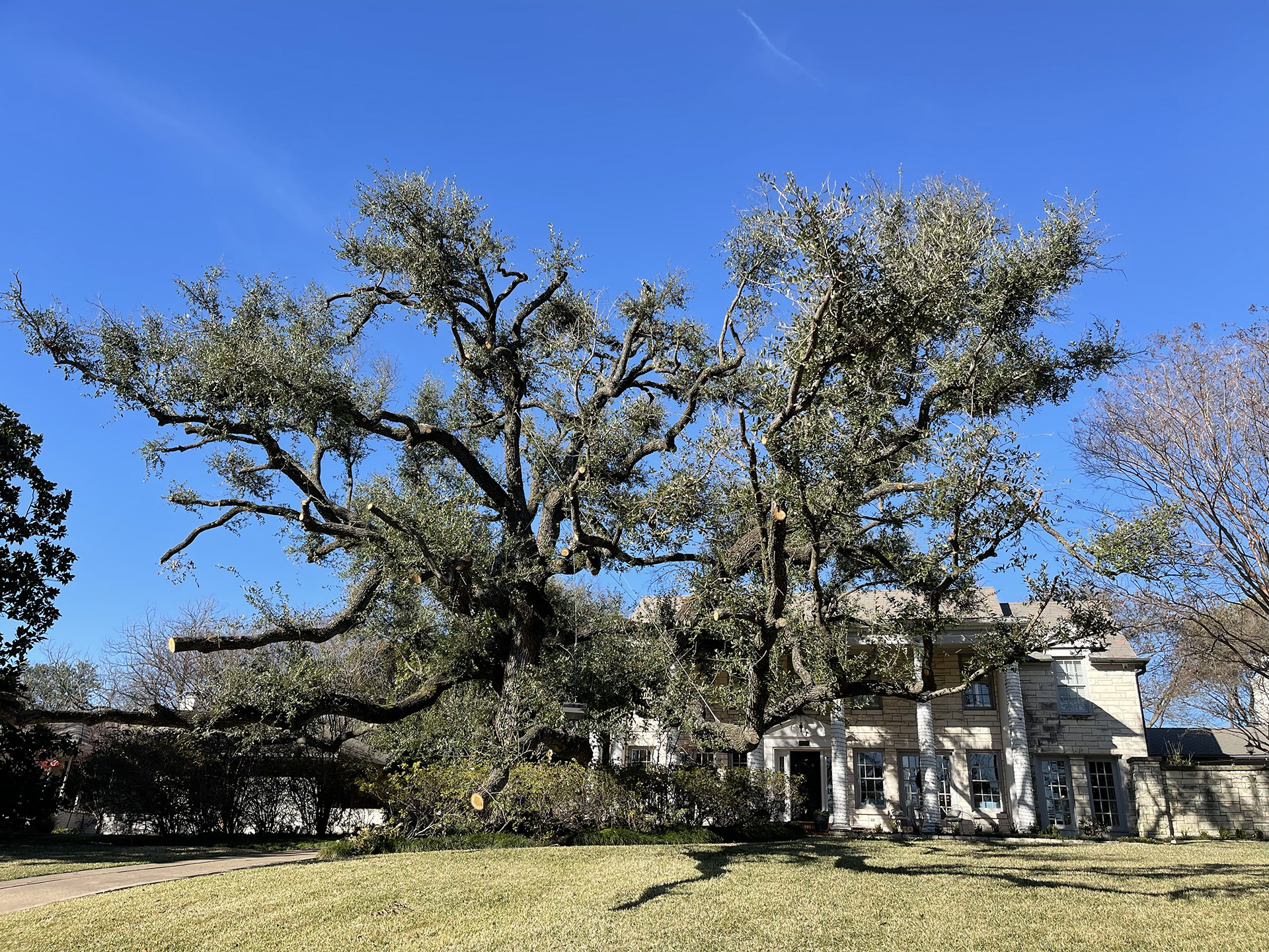 Over Pruning Damages Tree Health - Tree Care Trimming Removal Service ...