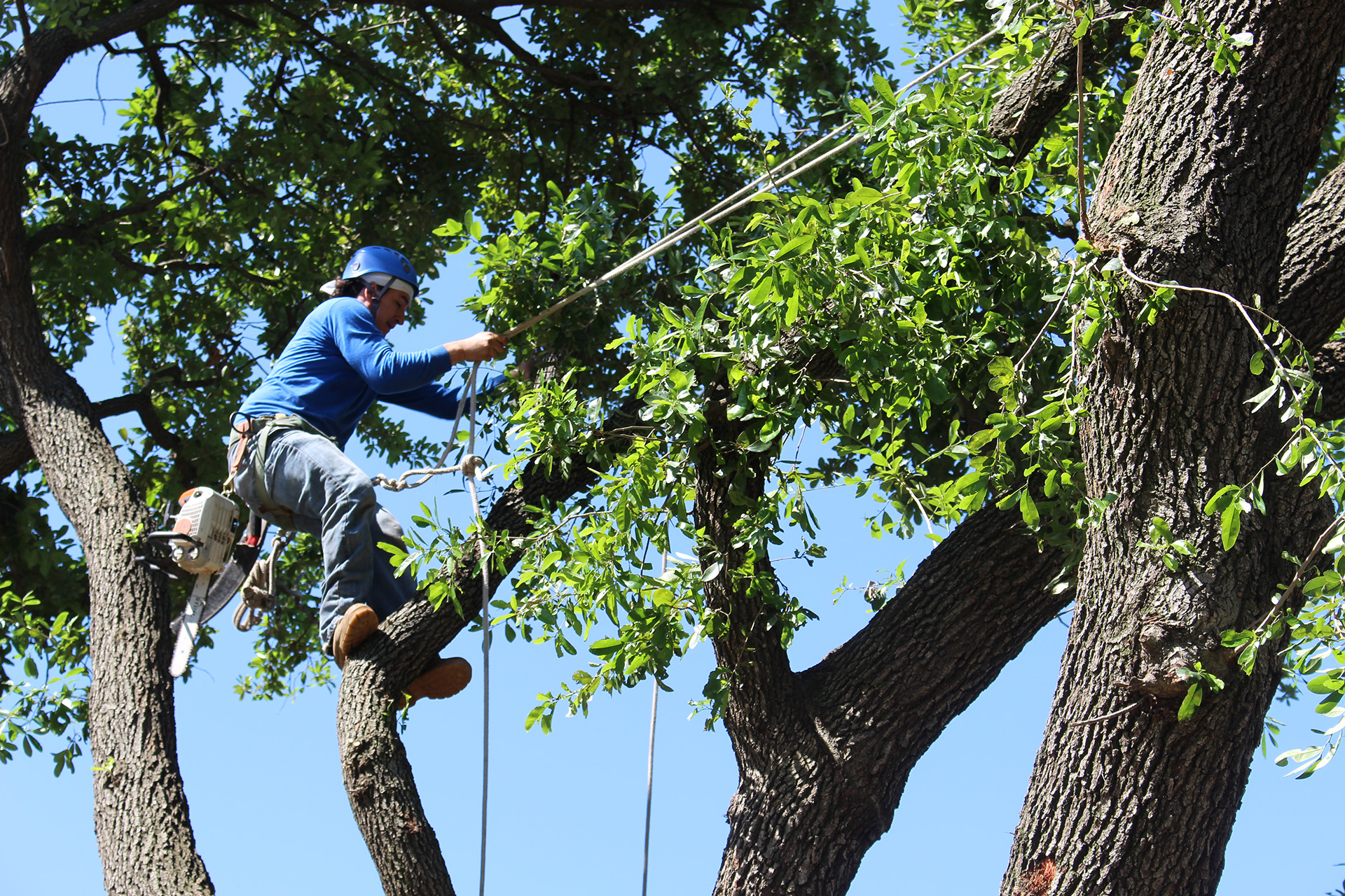 Over Pruning Damages Tree Health - Tree Care Trimming Removal Service ...