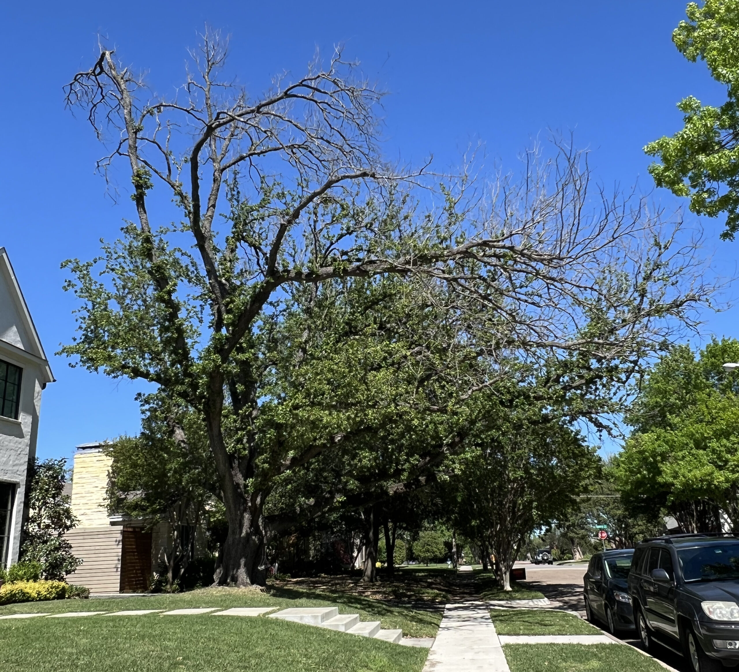 Leading Killer of Trees in Urban Environments: Construction - Tree Care ...