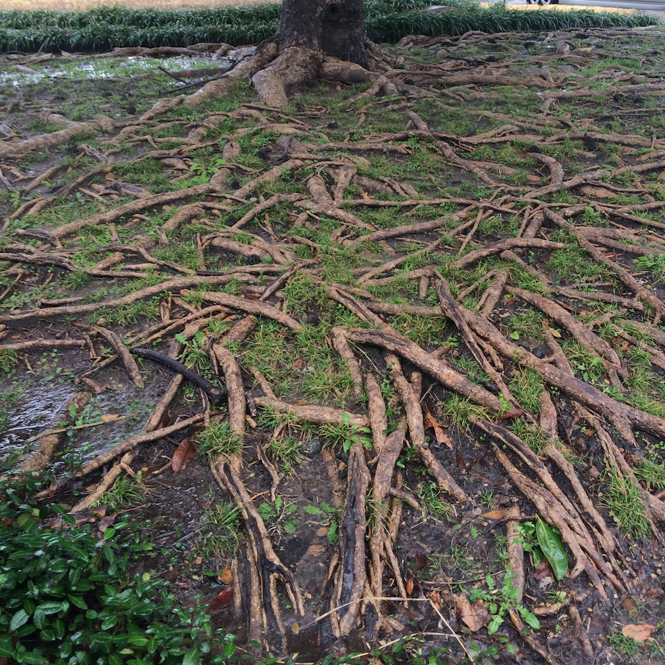 Magnolia Trees Showing Drought Damage in North Texas - Tree Care ...