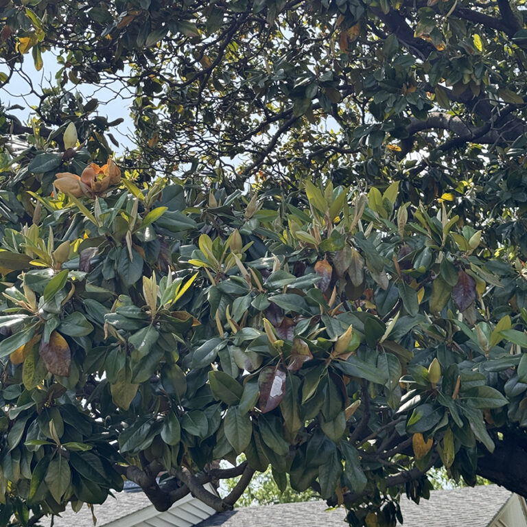 Magnolia Trees Showing Drought Damage in North Texas - Tree Care ...