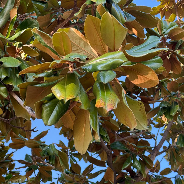 Magnolia Trees Showing Drought Damage in North Texas - Tree Care ...