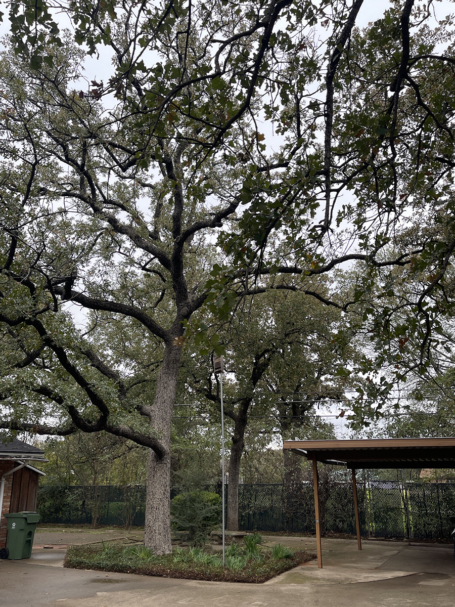 Crape Myrtle Care - Essential Tips for Healthy Growth